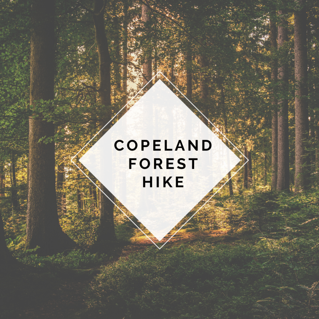 Copeland Forest Hike & Picnic - Recharge Community Respite